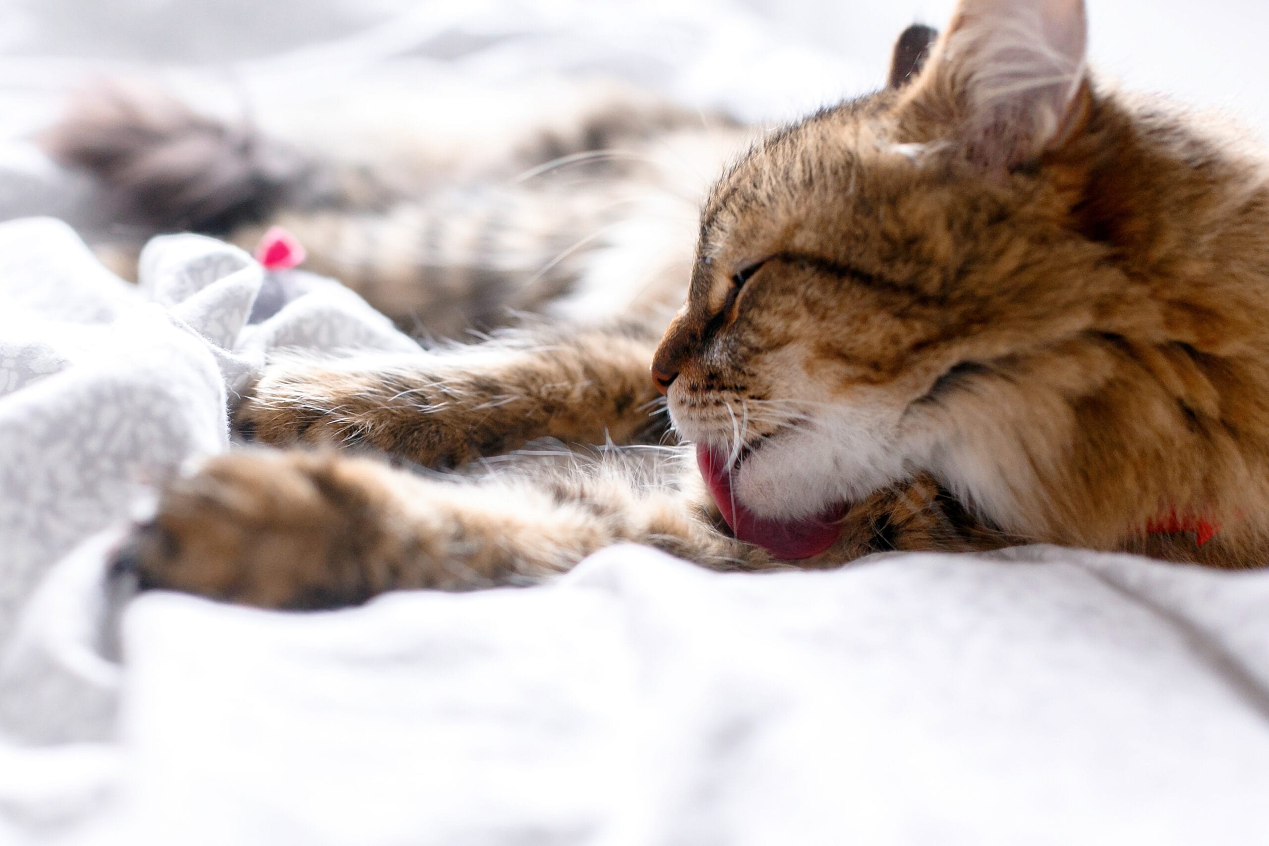 What Is Ringworm in Cats? What Are the Signs? | BeChewy