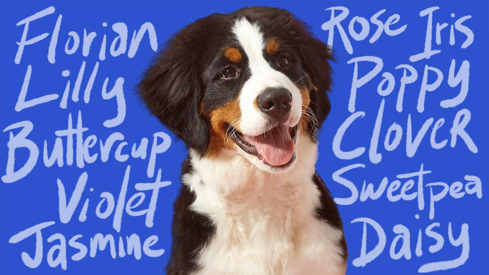 Easter Names For Dogs The Most Popular Holiday Inspired Dog Name In