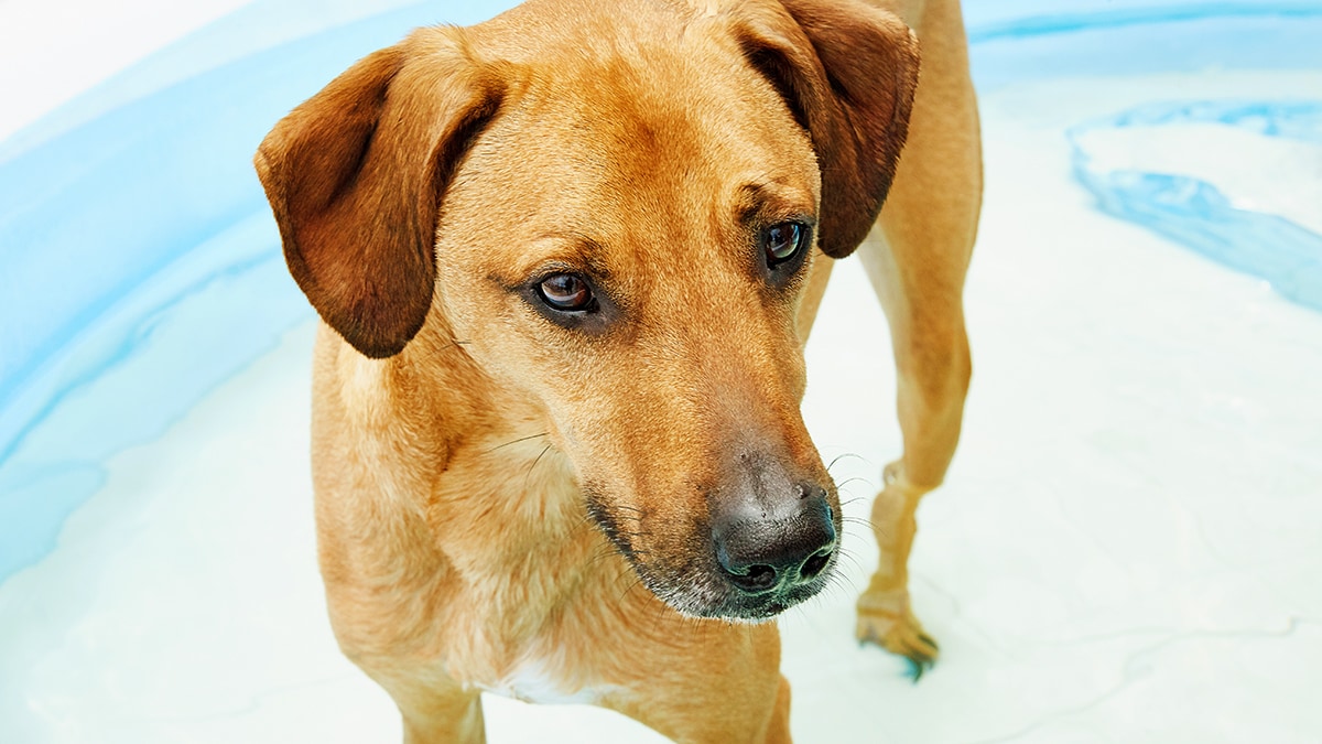 Are Dogs Affected By Heat