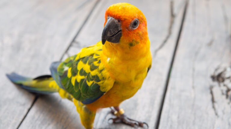 Bird Nostrils: Understand Your Bird Nares | BeChewy