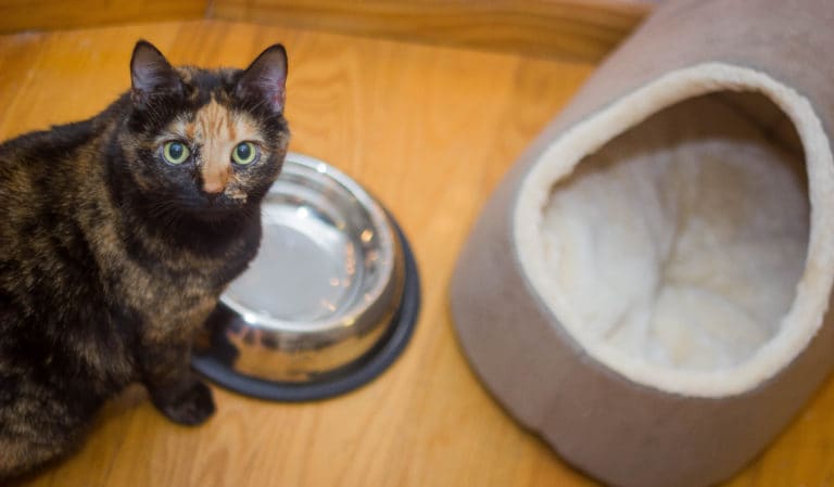 Create Safe Space For Your Indoor Cat During The Holidays Bechewy