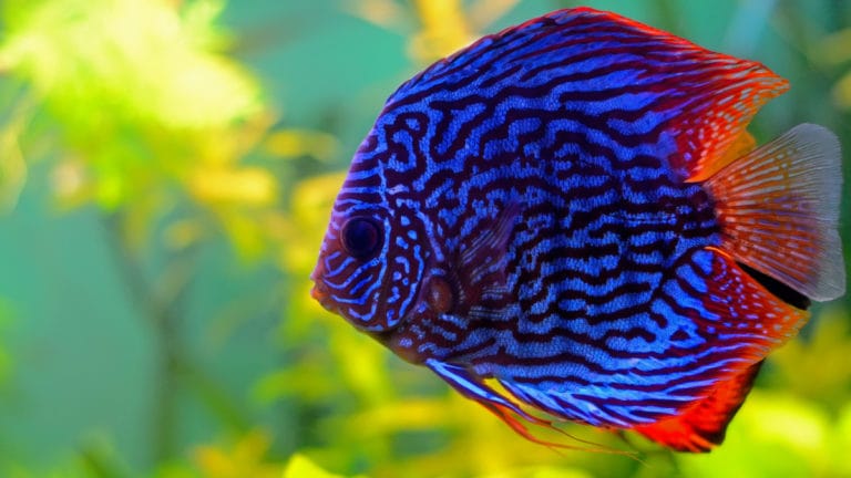 Aquarium Fish Injuries | BeChewy