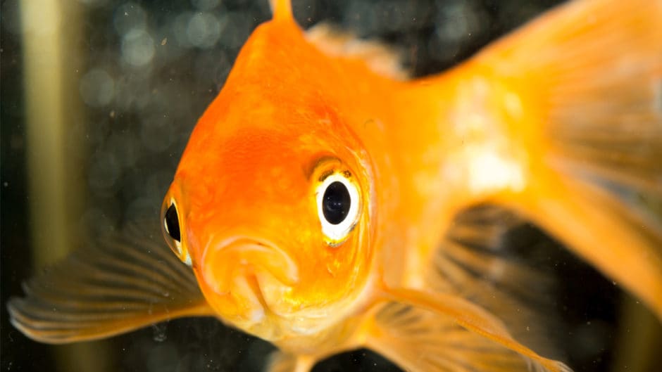 Popeye Disease In Fish BeChewy popeye-disease-in-fish-bechewy