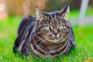 Cat Neutering: Everything You Need To Know | BeChewy