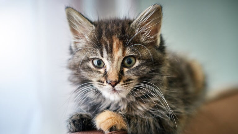 Spaying Cats: Everything You Need To Know | BeChewy