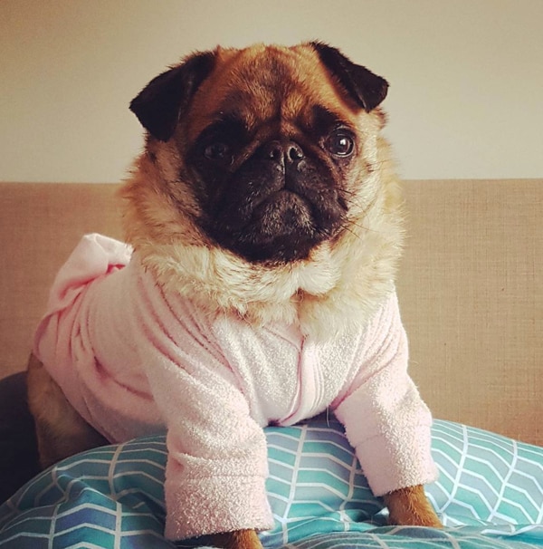 History of the Pug | BeChewy